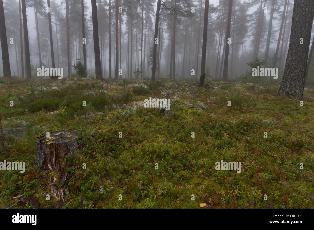 Mist fog forest hi-res stock photography and images - Alamy