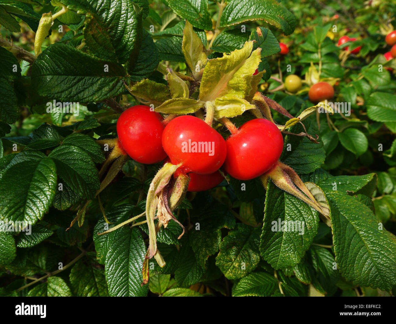 Rosehip Bush Stock Photos & Rosehip Bush Stock Images - Alamy