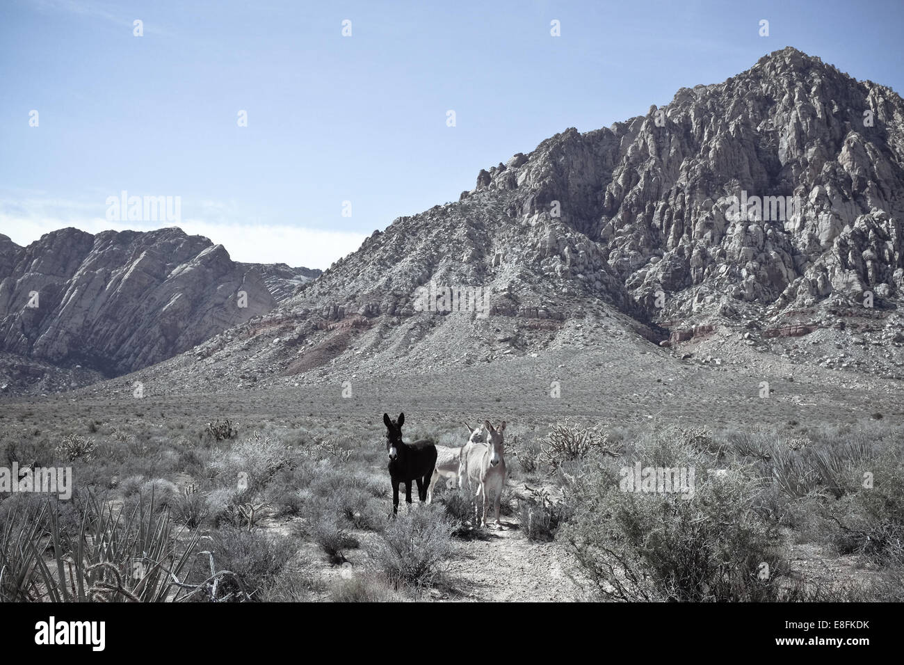 USA, Nevada, Red Rocks State Park, First Canyon, Wild burros Stock ...