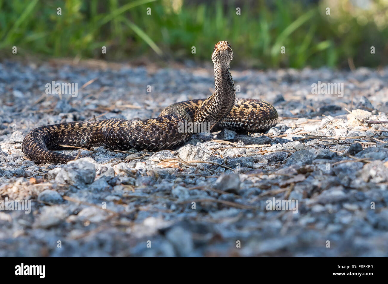 Swedish animal hi-res stock photography and images - Alamy