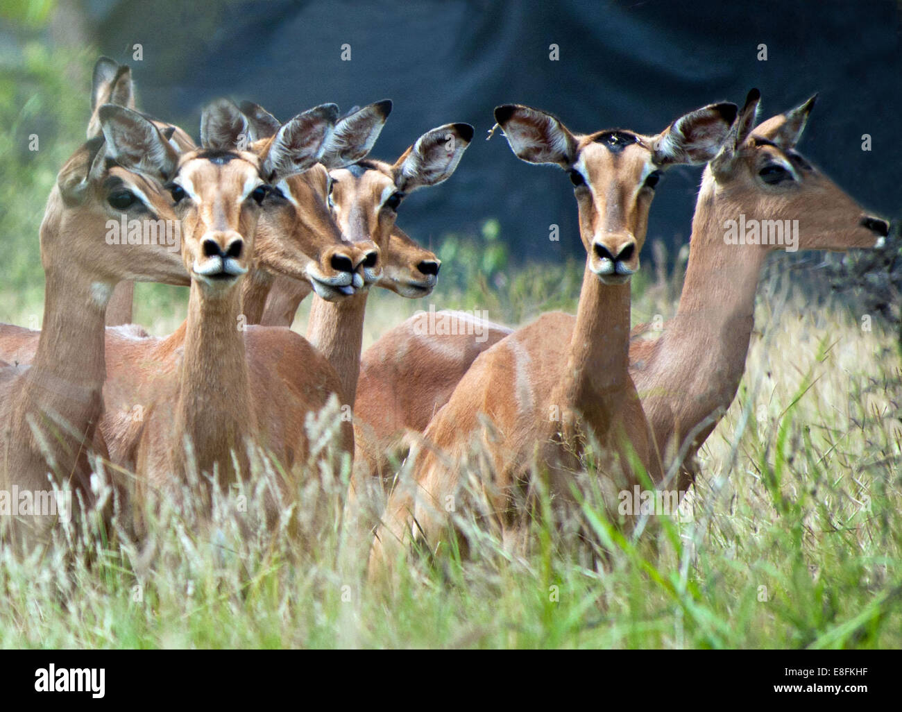 Red impalas running hi-res stock photography and images - Alamy