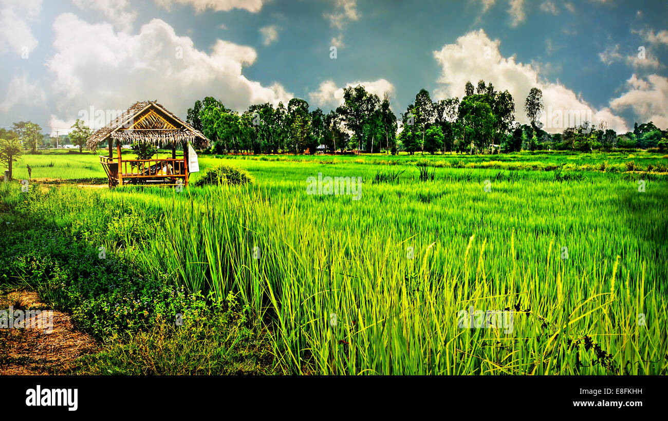 Hut in a paddy field, Khon Kaen, Thailand Stock Photo - Alamy