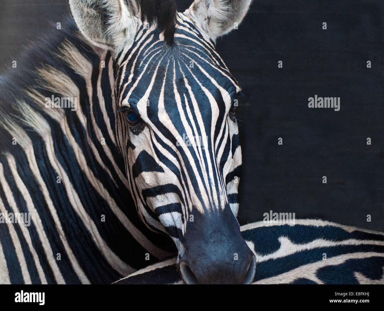 African Zebra, South Africa Stock Photo - Alamy