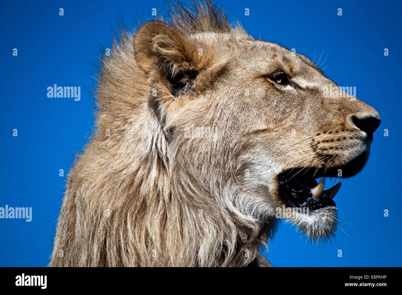 Young lion hi-res stock photography and images - Alamy
