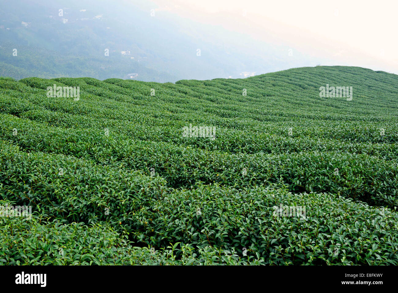 China, Green tea plantation Stock Photo - Alamy