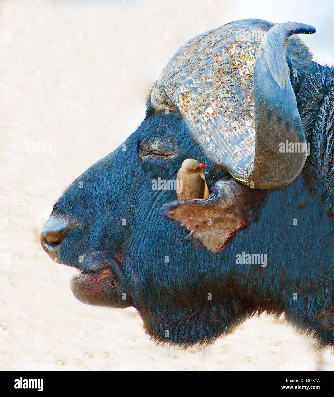 Red billed oxbird sitting on a buffalo, Limpopo, South Africa Stock ...