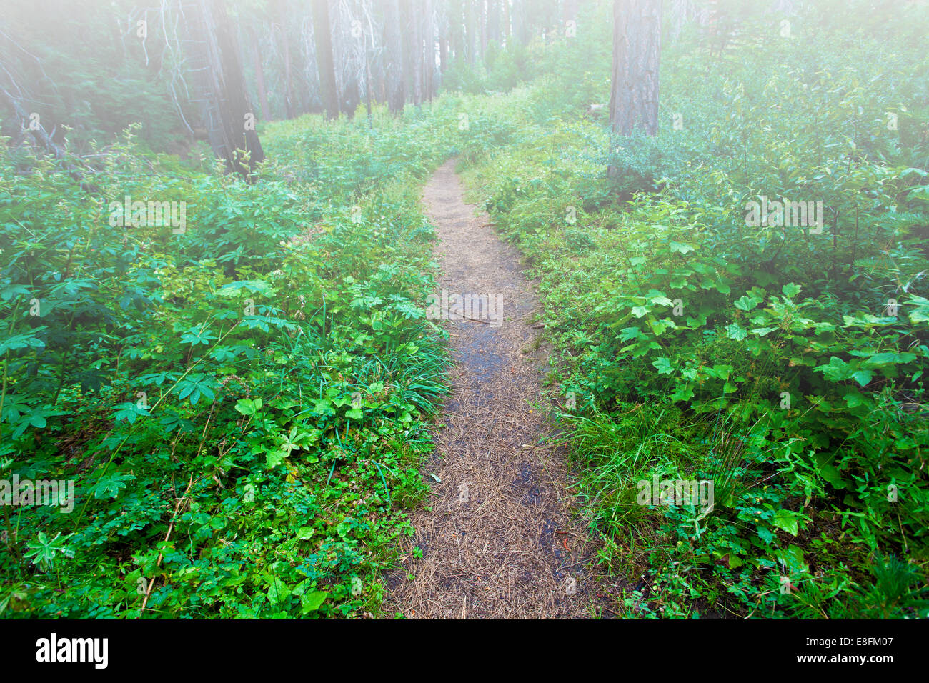 Track through misty forest Stock Photo - Alamy