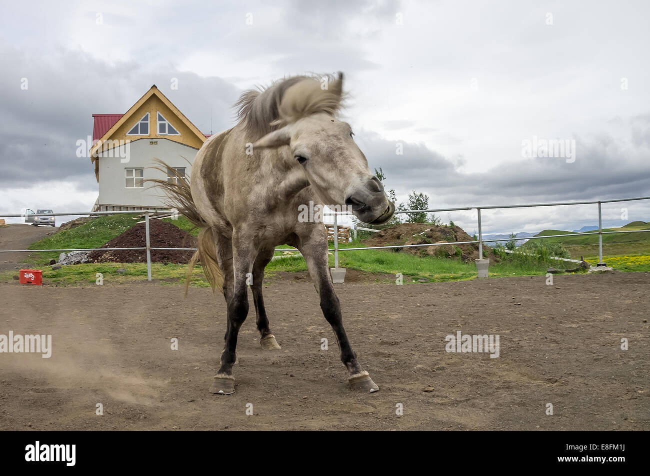 The Falcon Stallion Stock Photo - Alamy