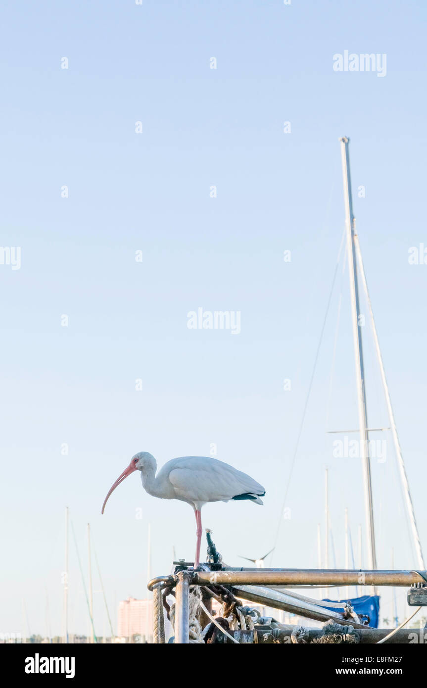 USA, Florida, Miami, View of American white ibis (Eudocimus albus Stock ...