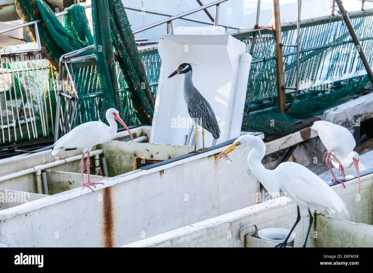USA, Florida, Miami, Birds standing on containers Stock Photo - Alamy