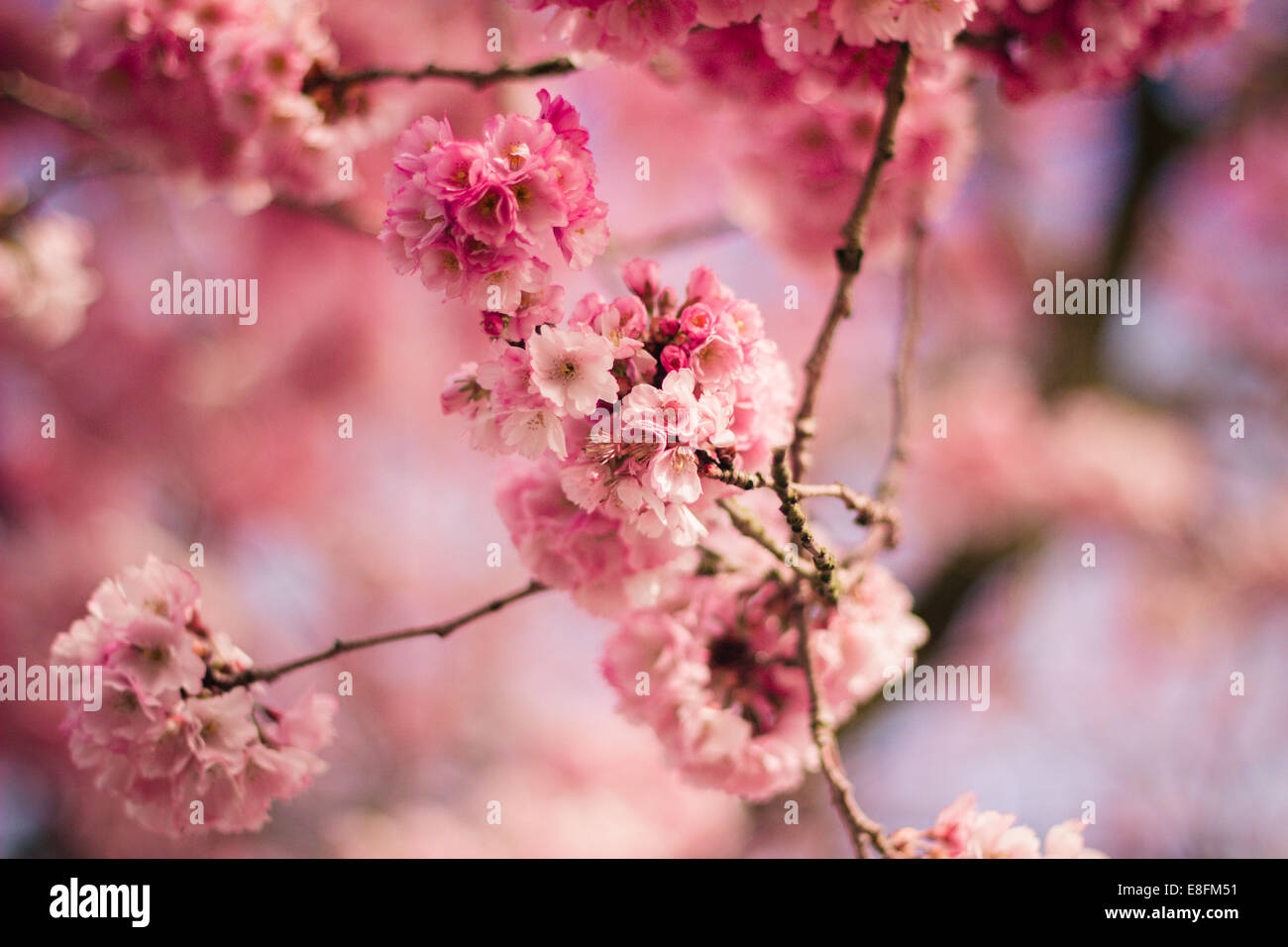 Holland, Netherlands Beautiful Pink Blossom Stock Photo - Alamy