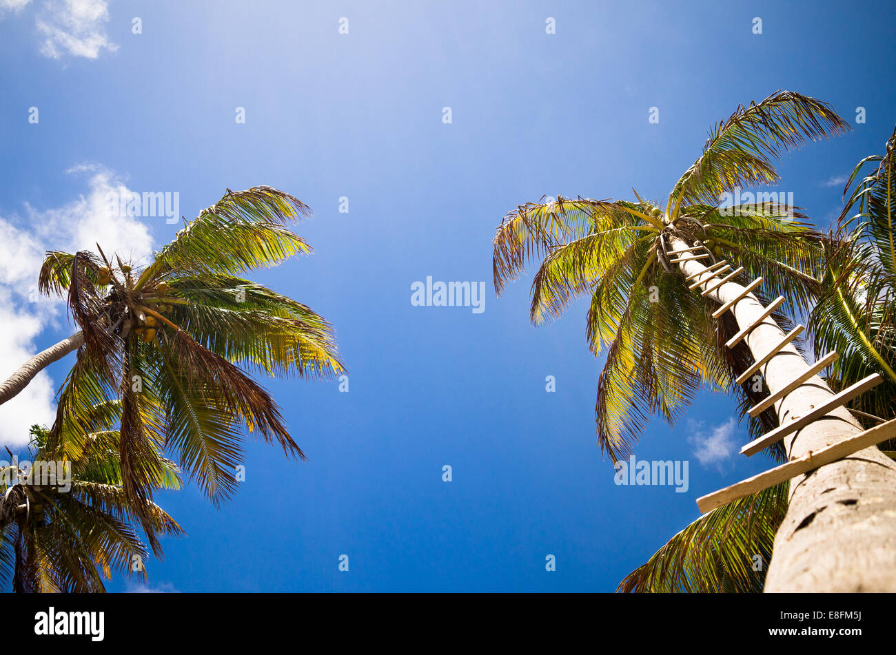 Palm Trees With Ladder Steps, Caribbean Stock Photo - Alamy