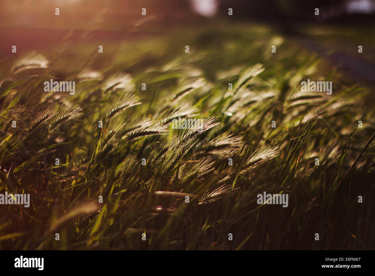 Wheat field blowing in wind hi-res stock photography and images - Alamy