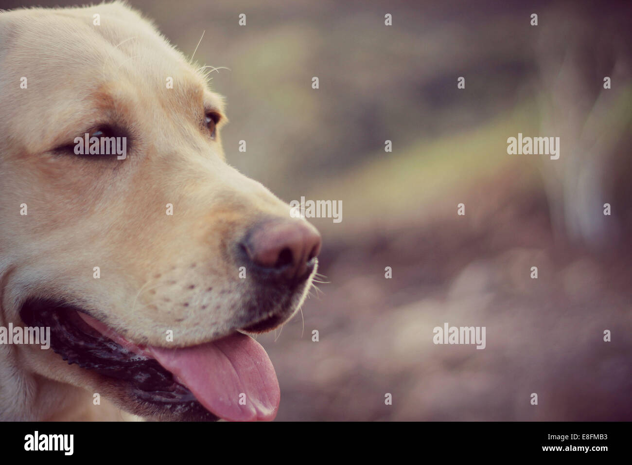 Portrait of a labrador dog Stock Photo - Alamy
