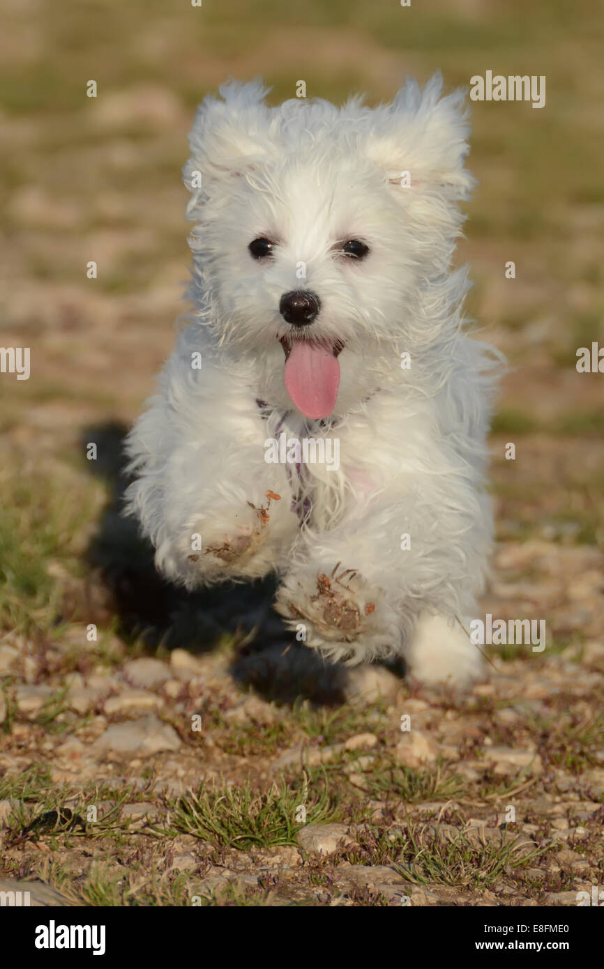 Front view of Maltese puppy dog running Stock Photo - Alamy