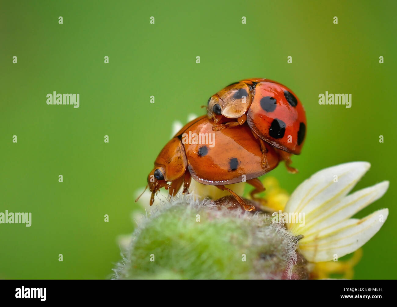 Mating ladybugs hi-res stock photography and images - Alamy