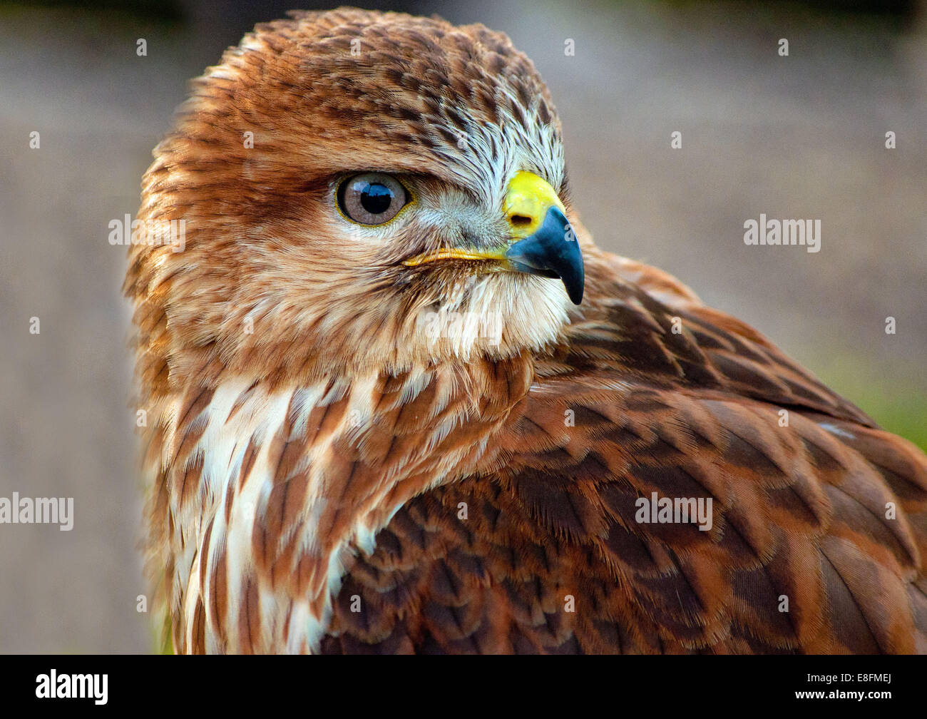Cape Bird High Resolution Stock Photography and Images - Alamy