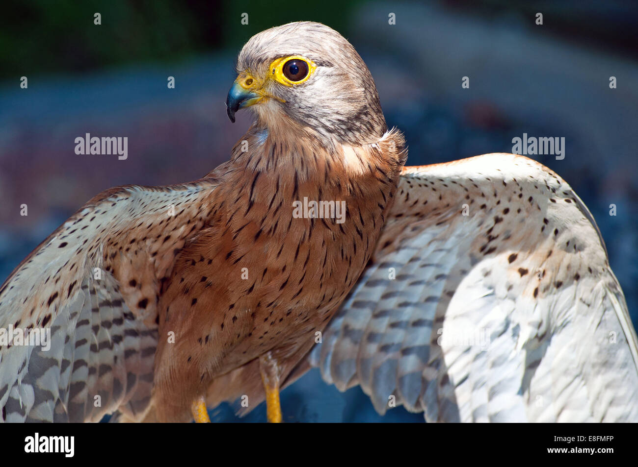 Portrait of a Rock Kestrel, Saldanha Bay, Western Cape, South Africa ...