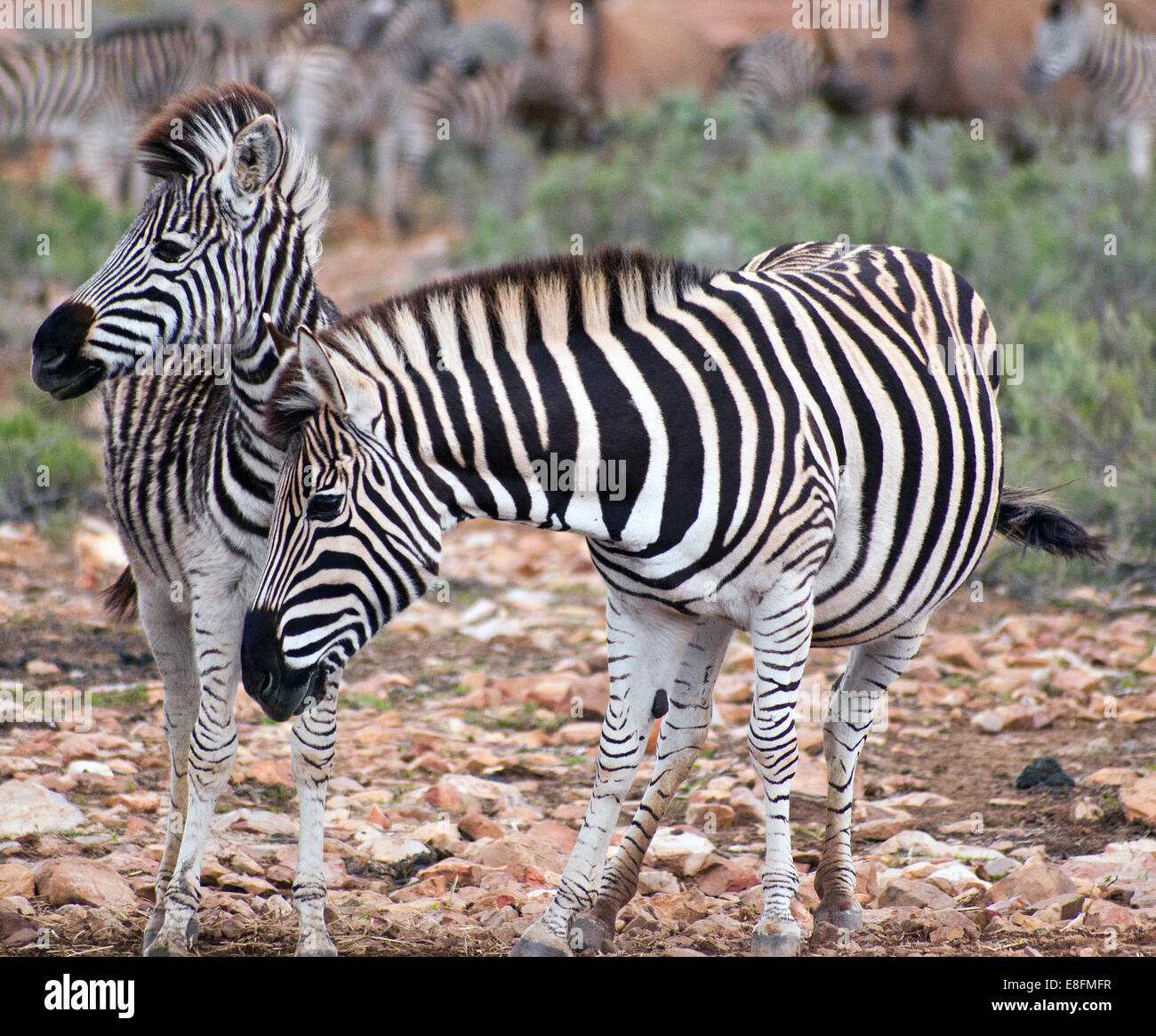 Zebra mare with zebra foal hi-res stock photography and images - Alamy