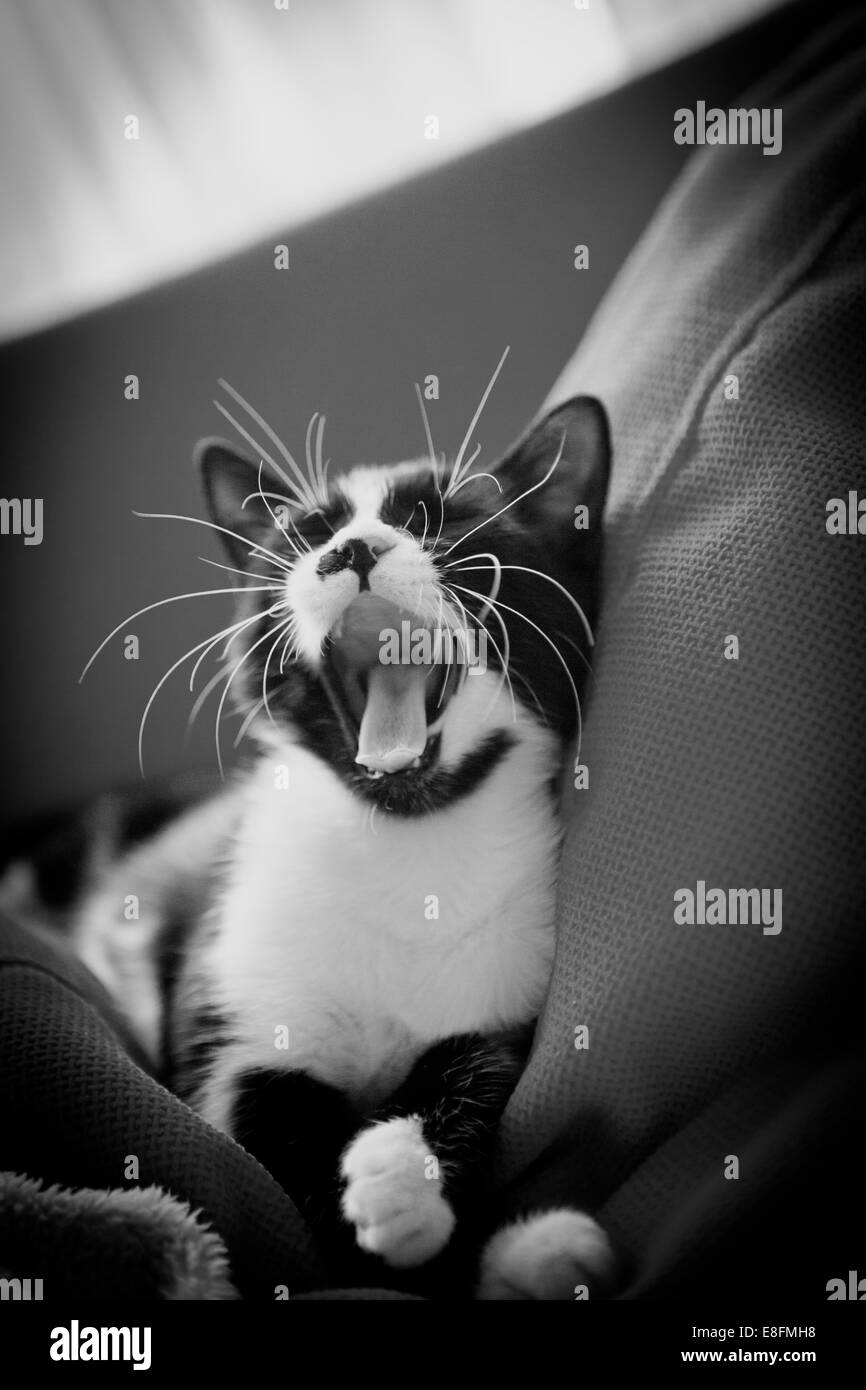 Istanbul cat hi-res stock photography and images - Alamy