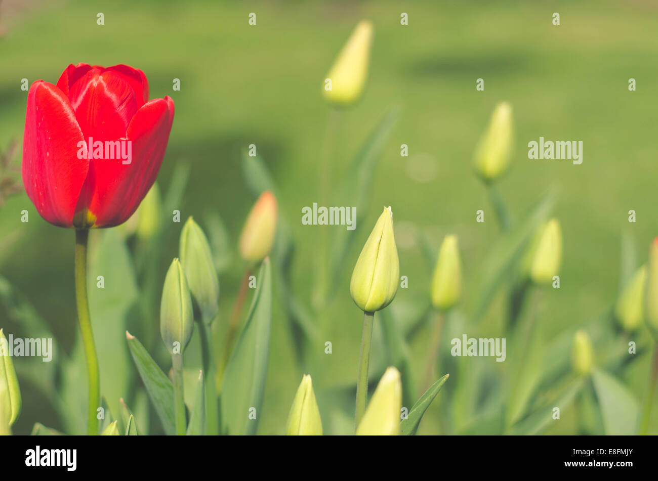 Red tulip flower hi-res stock photography and images - Alamy
