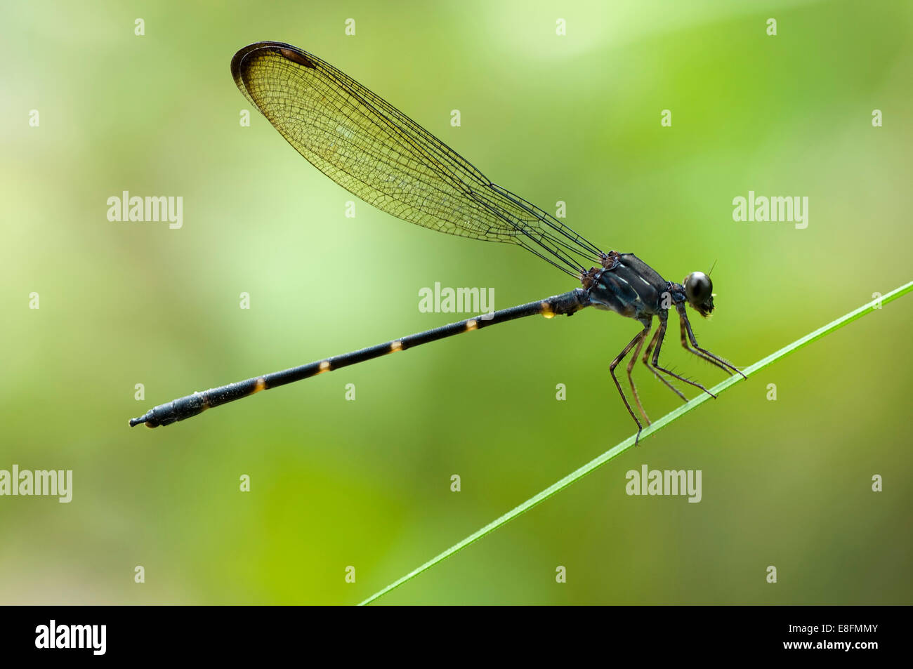 Bamboo Tail dragonfly on a plant, Bengkayang, West Kalimantan ...