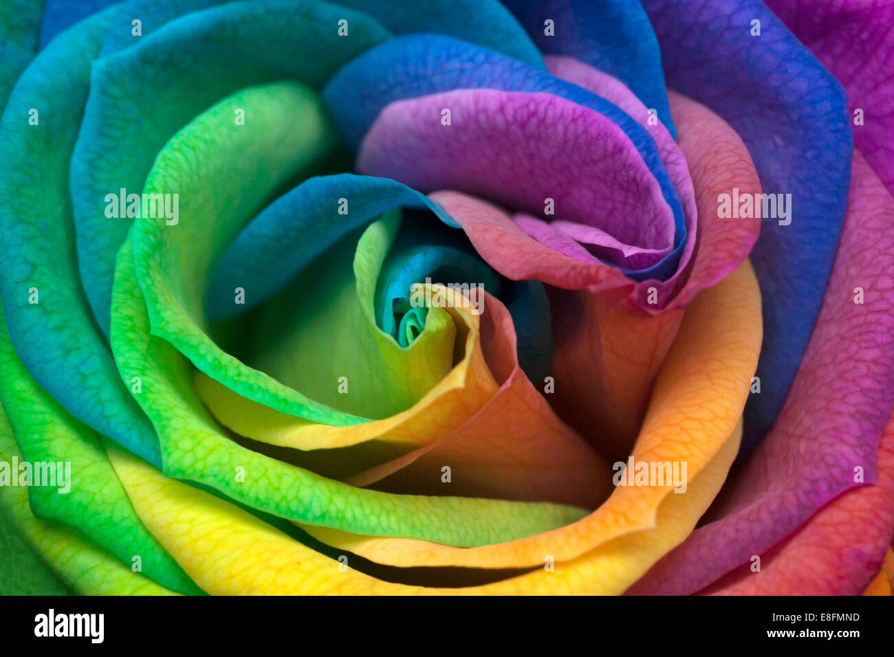 Indonesia, Jakarta, Close up of Rainbow Rose Stock Photo - Alamy