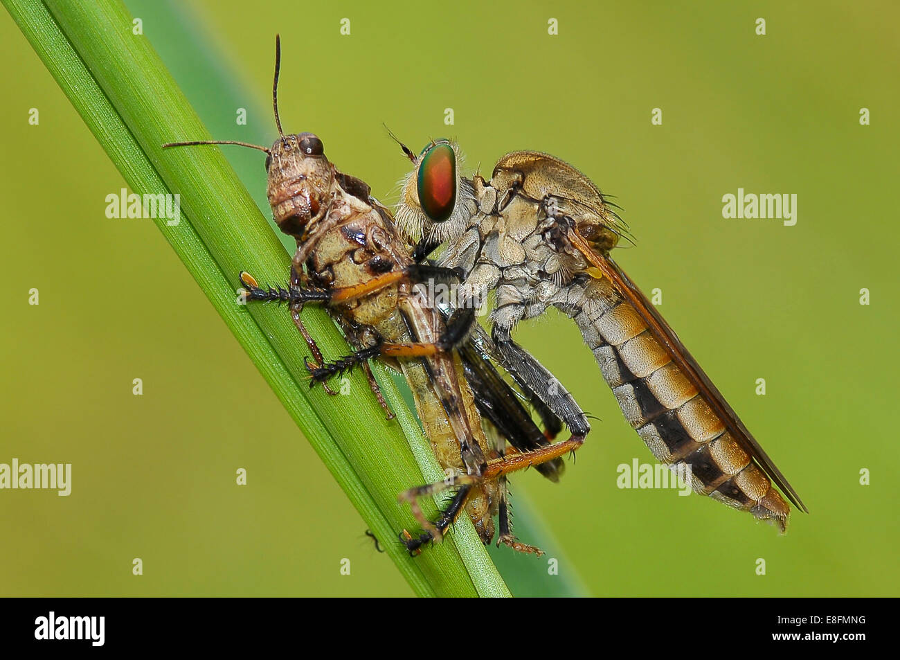 Robber fly hi-res stock photography and images - Alamy