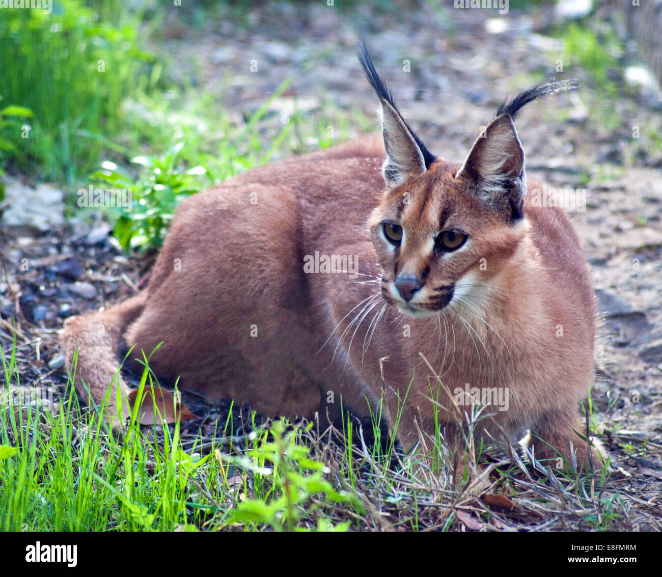 Caracal (caracal caracal) Limpopo, South Africa Stock Photo - Alamy