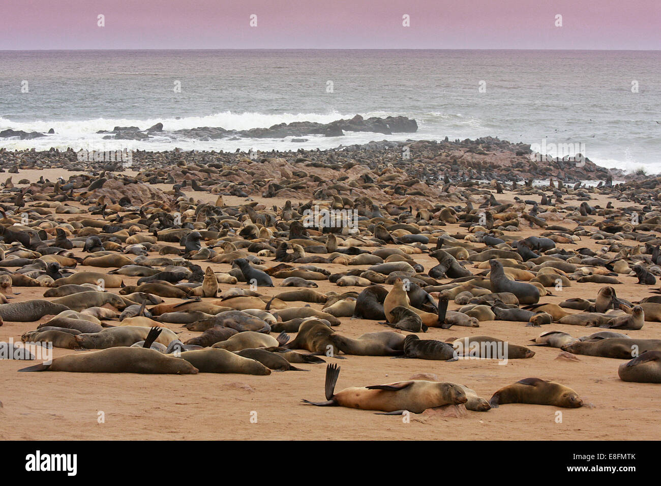 Colony of Seals lying on a beach, Namibia Stock Photo - Alamy