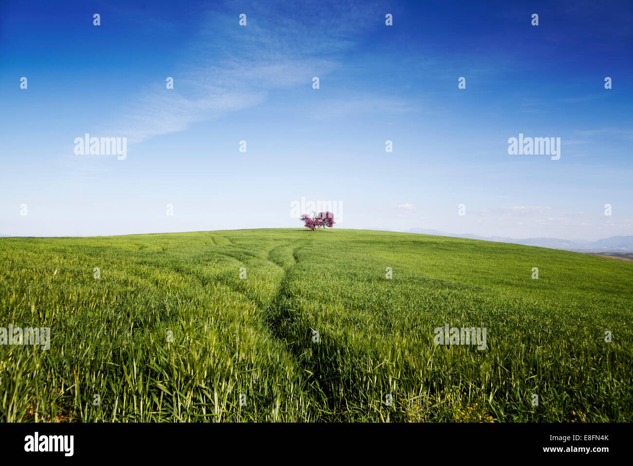 Spain, Pink tree in middle of green field Stock Photo - Alamy