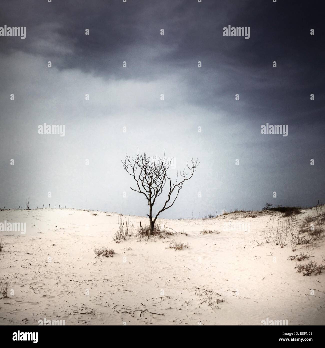 Bare tree on sand Stock Photo - Alamy