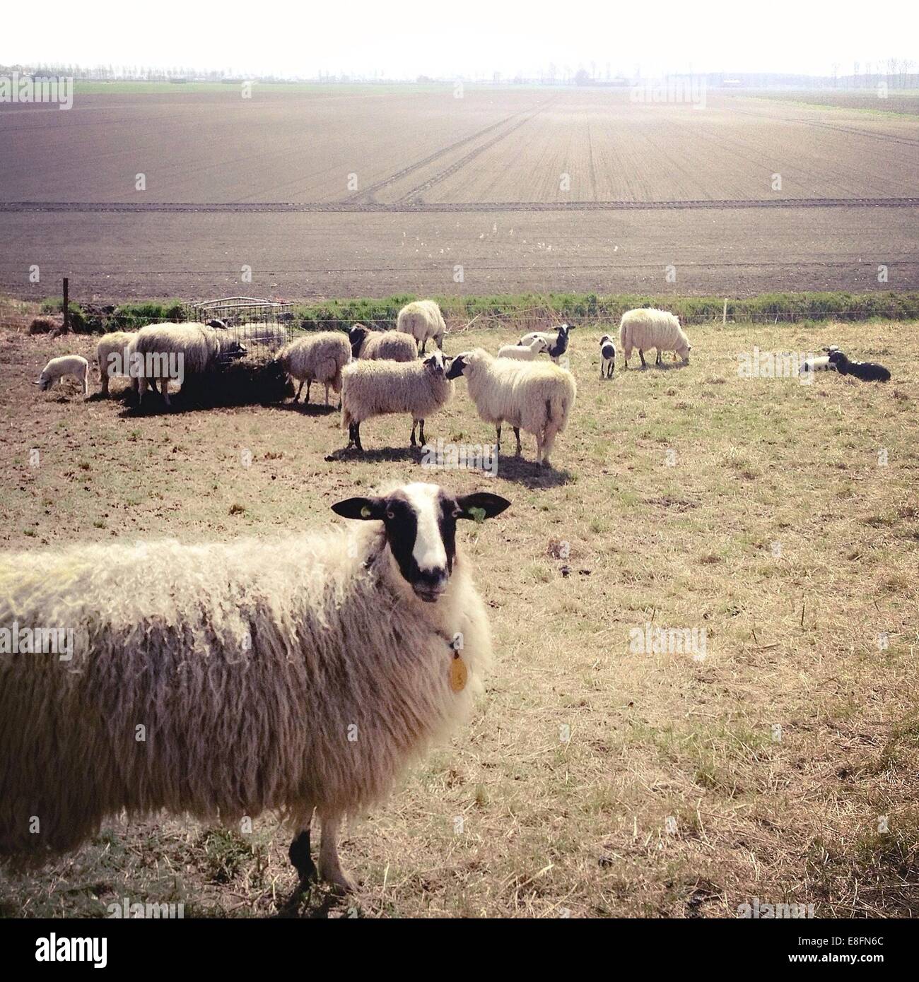 Flock of sheep on pasture Stock Photo - Alamy