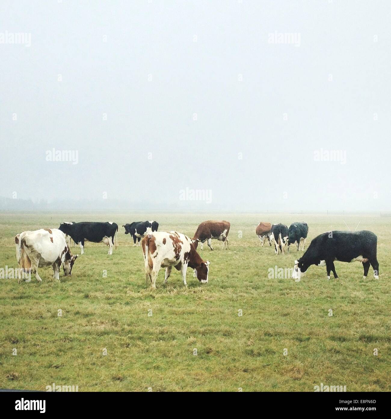 Herd of cows hi-res stock photography and images - Alamy
