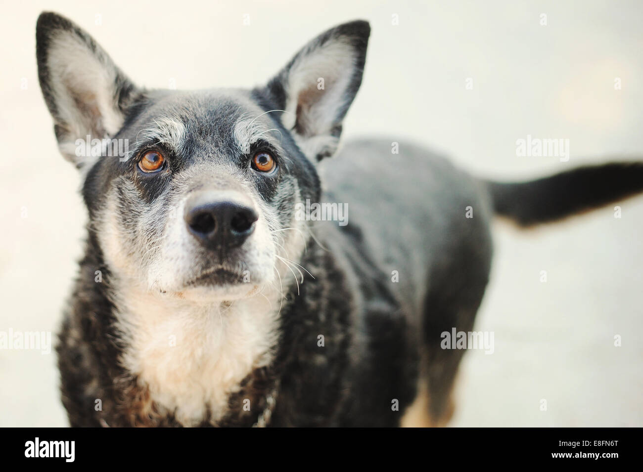 Dog staring up hi-res stock photography and images - Alamy