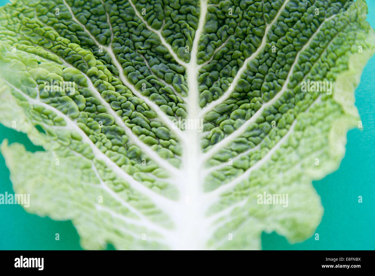 Leaf of savoy cabbage hi-res stock photography and images - Alamy