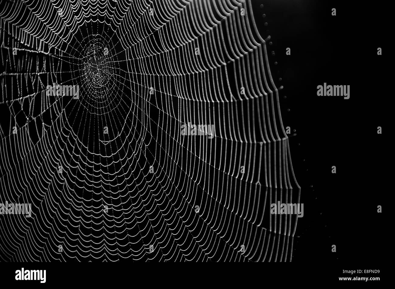 The spider web Stock Photo - Alamy
