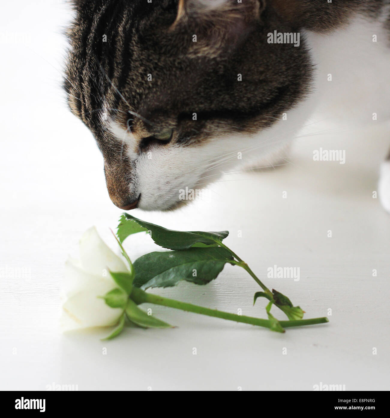 Close-up of a cat smelling a flower Stock Photo - Alamy