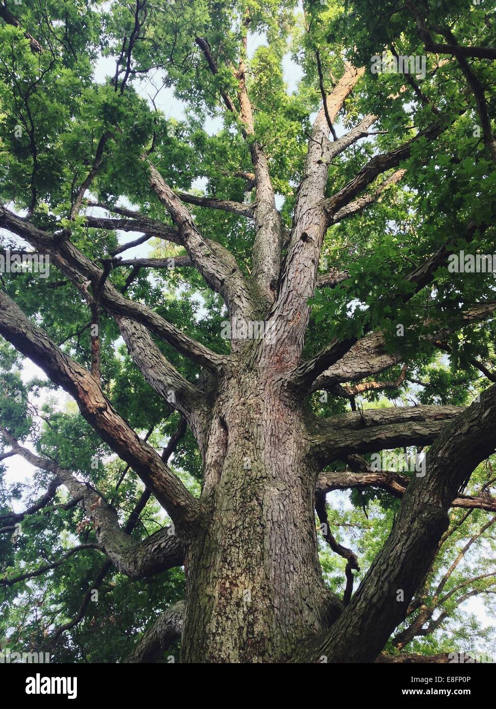Low angle view of tree Stock Photo - Alamy