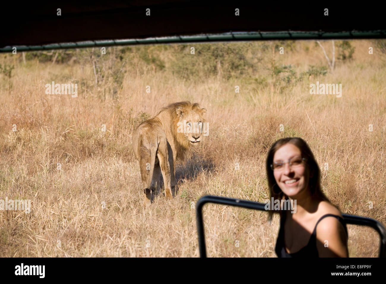 Lion looking at Woman on safari, South africa Stock Photo - Alamy