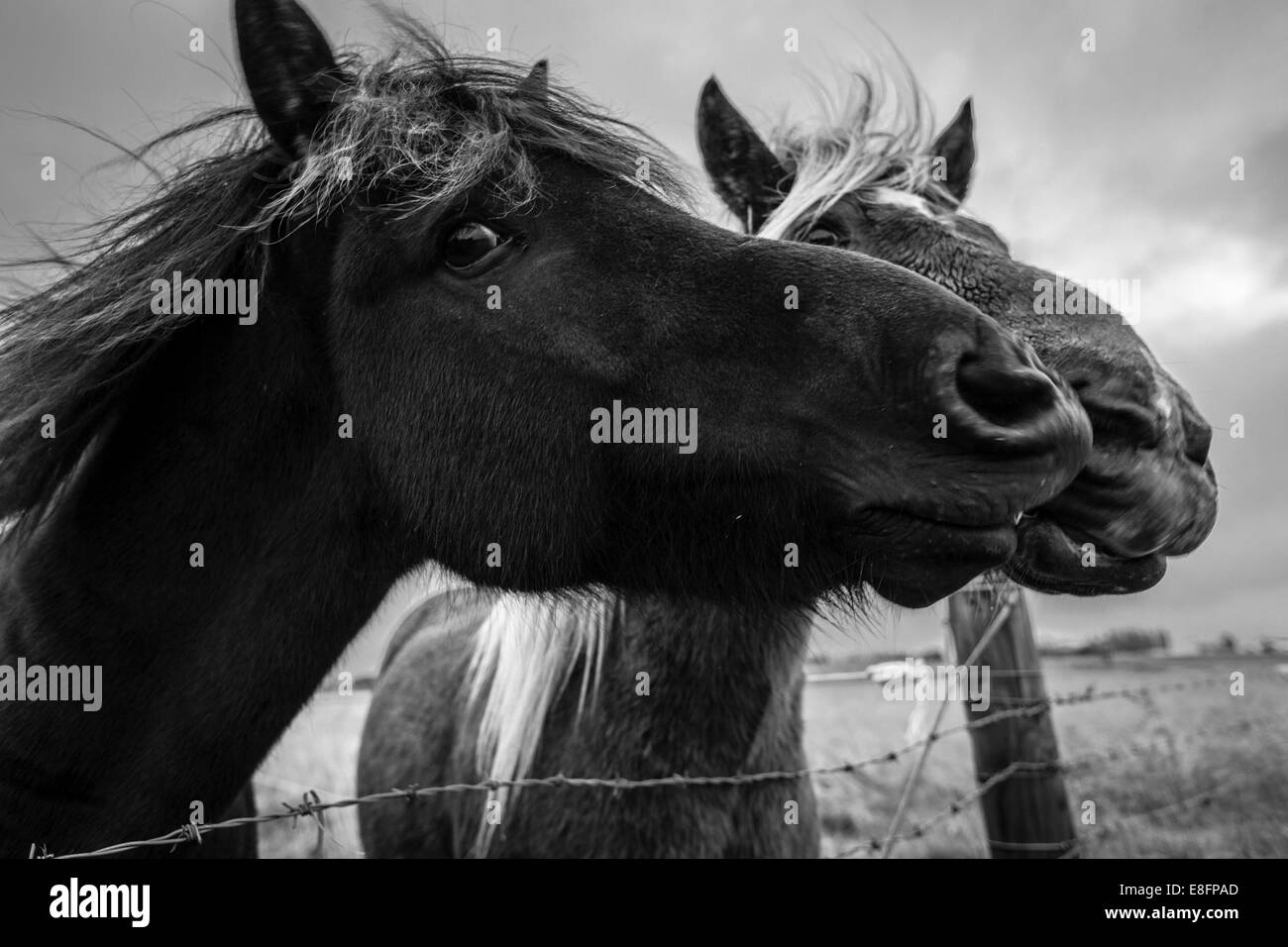 Islandic ponies on a farm in Iceland Stock Photo - Alamy