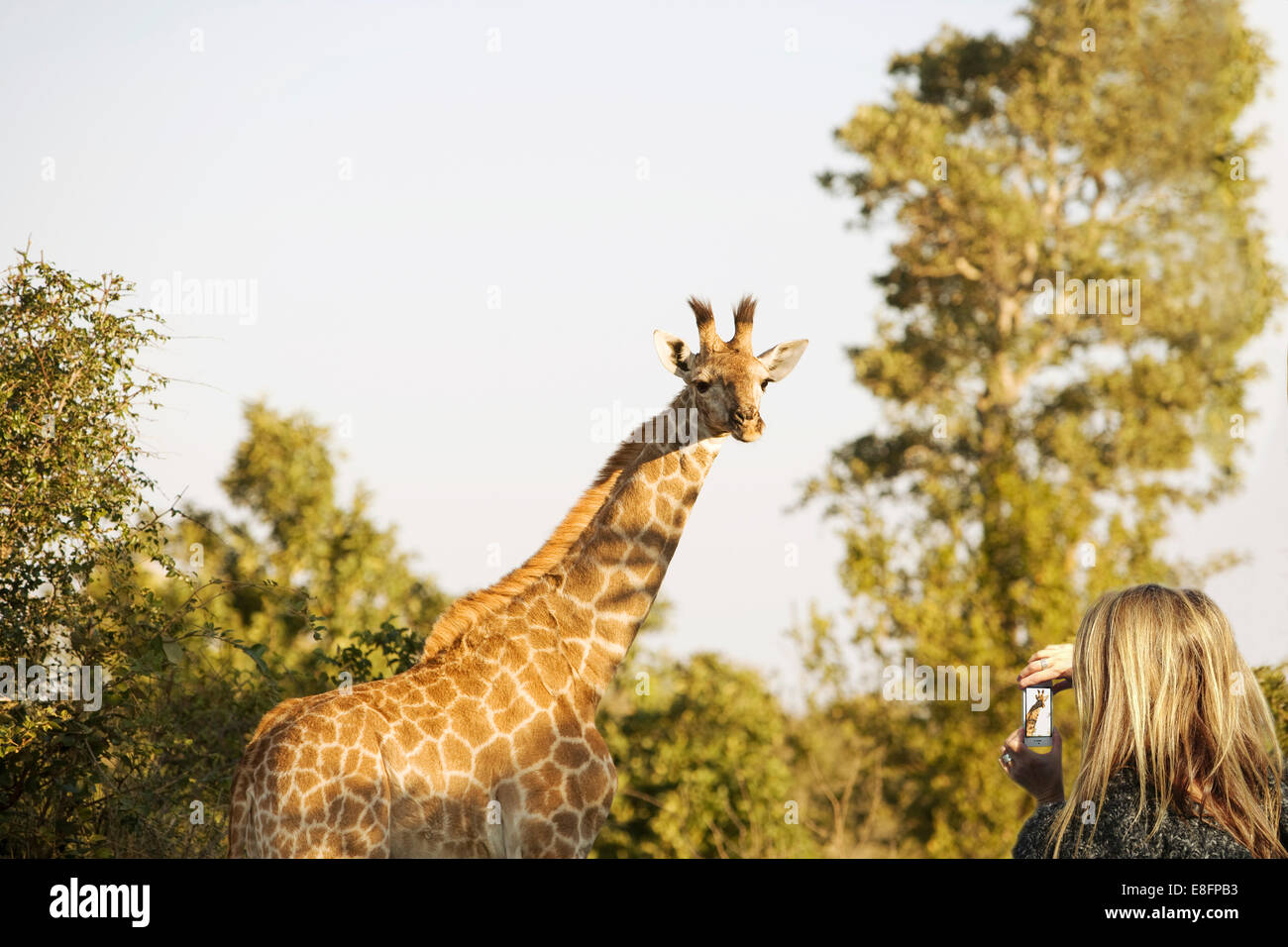 Giraffe one person africa hi-res stock photography and images - Alamy