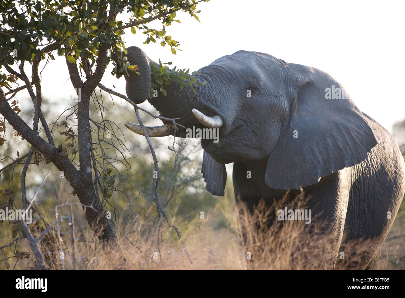 African elephant pulling tree hi-res stock photography and images - Alamy
