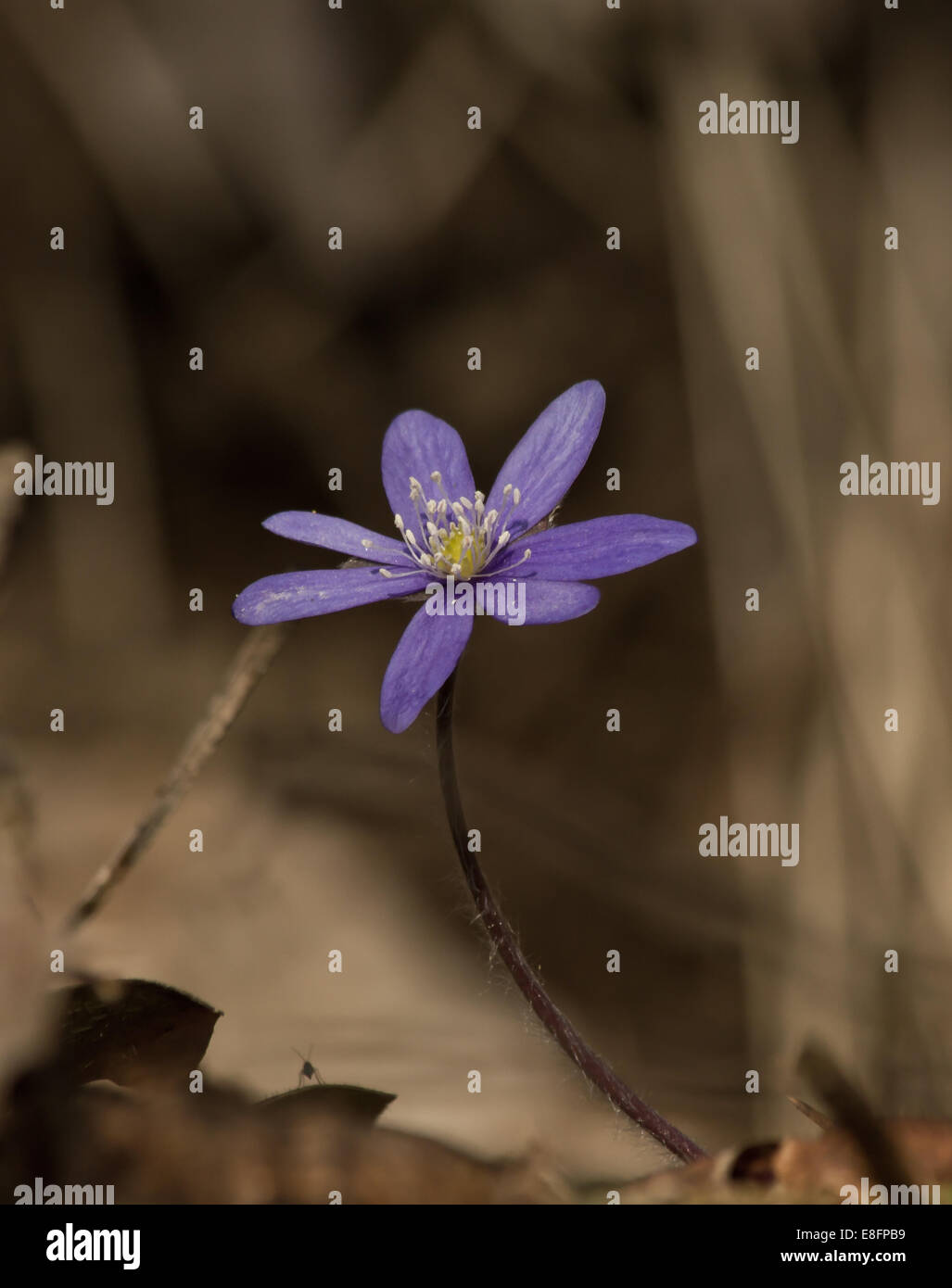 Common Hepatica High Resolution Stock Photography and Images - Alamy