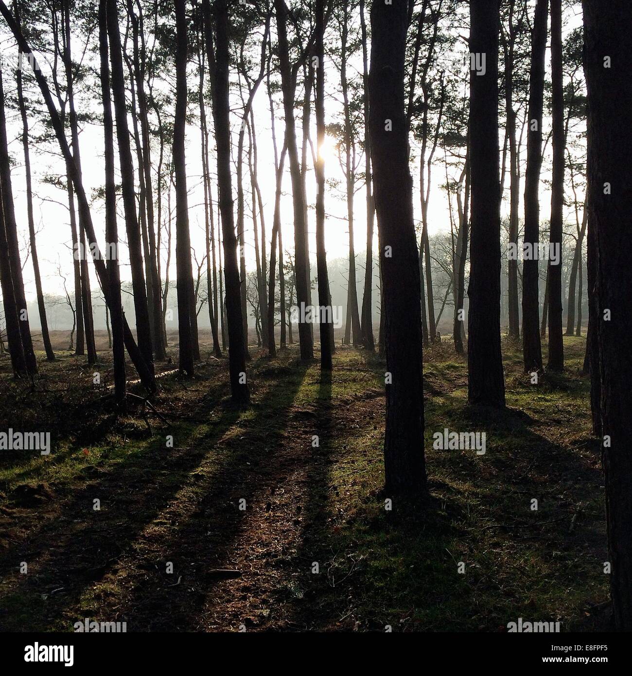 Sunlight streaming through the trees in forest Stock Photo - Alamy