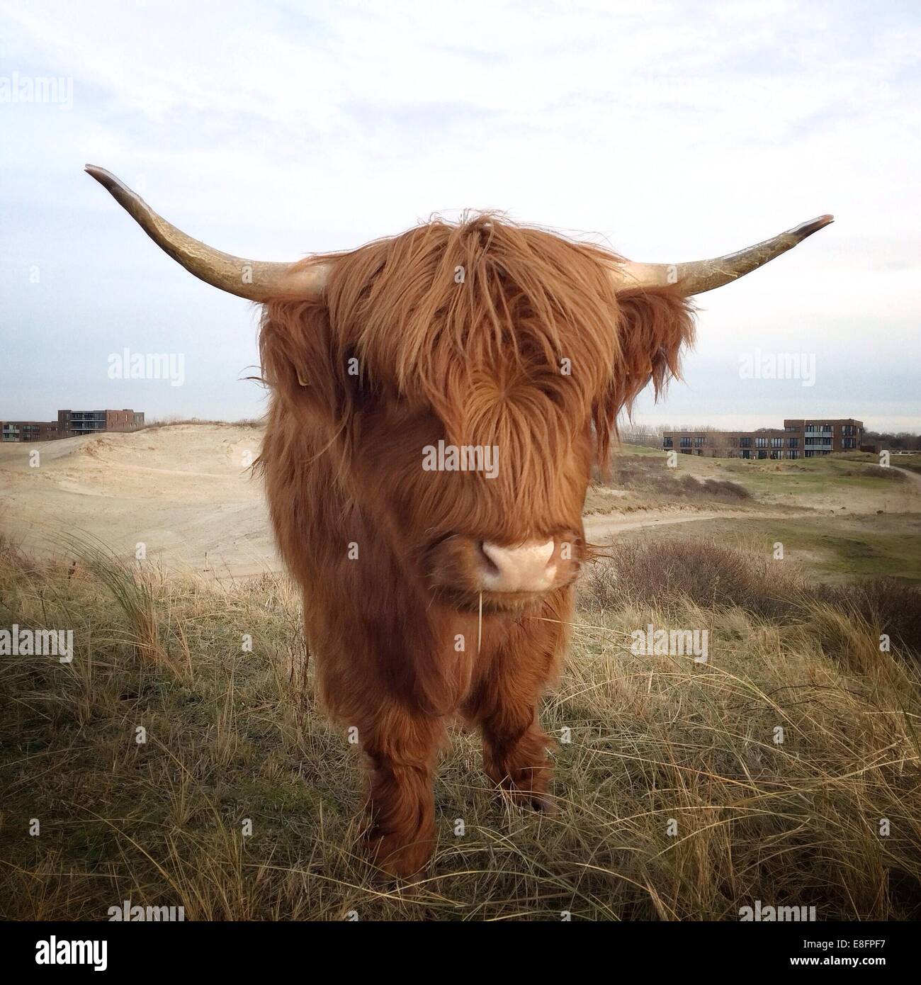 Highland cow standing hi-res stock photography and images - Alamy