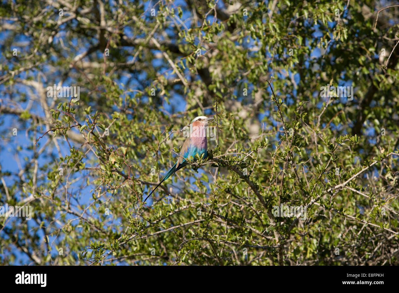 Colorful bird in tree Stock Photo - Alamy