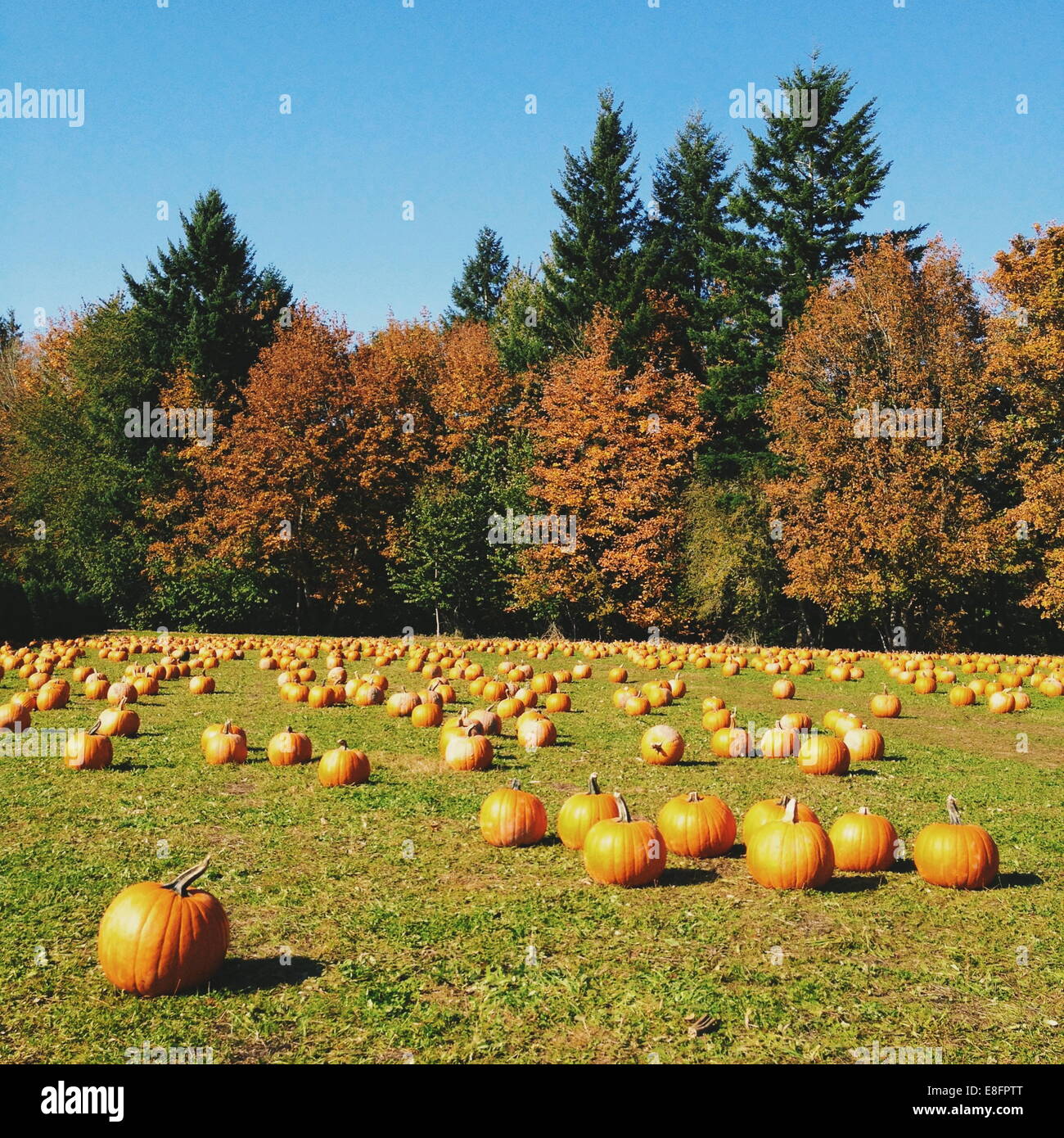 Pumpkin patch, Oregon, United States Stock Photo - Alamy