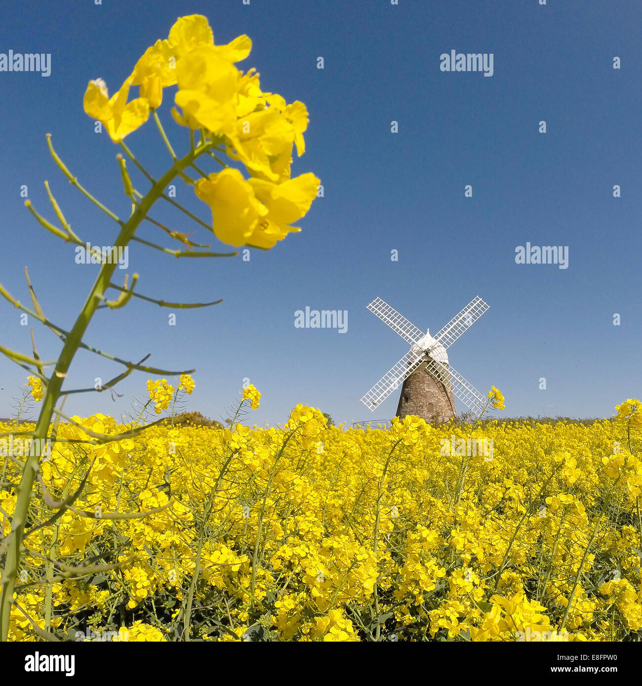 Halnaker windmill hi-res stock photography and images - Alamy Halnaker windmill hi-res stock photography and images - Alamy