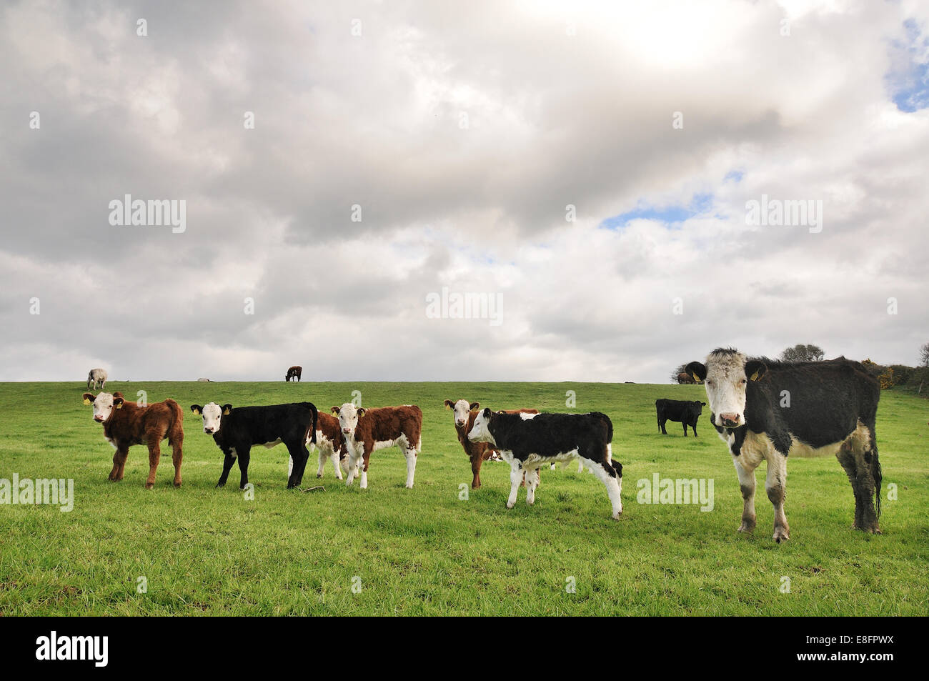 Picture of cows grazing on field Stock Photo - Alamy